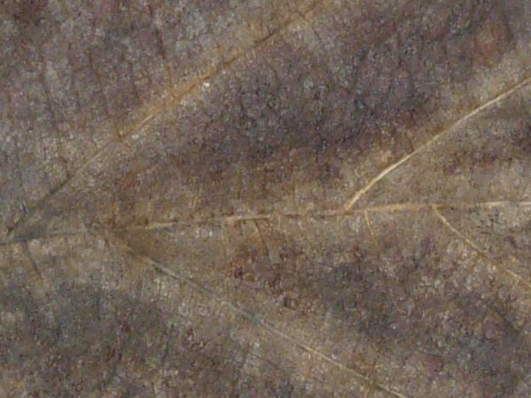 texture 0078 - Texturelib